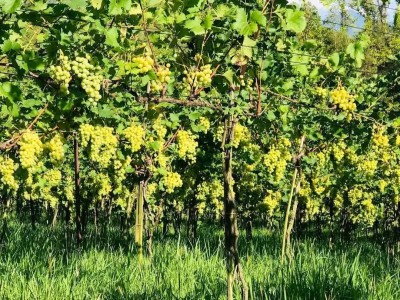 Sakriya News | Nepali Online News Portal